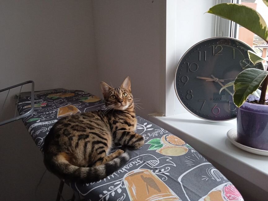 Бенгальская кошка бесплатно