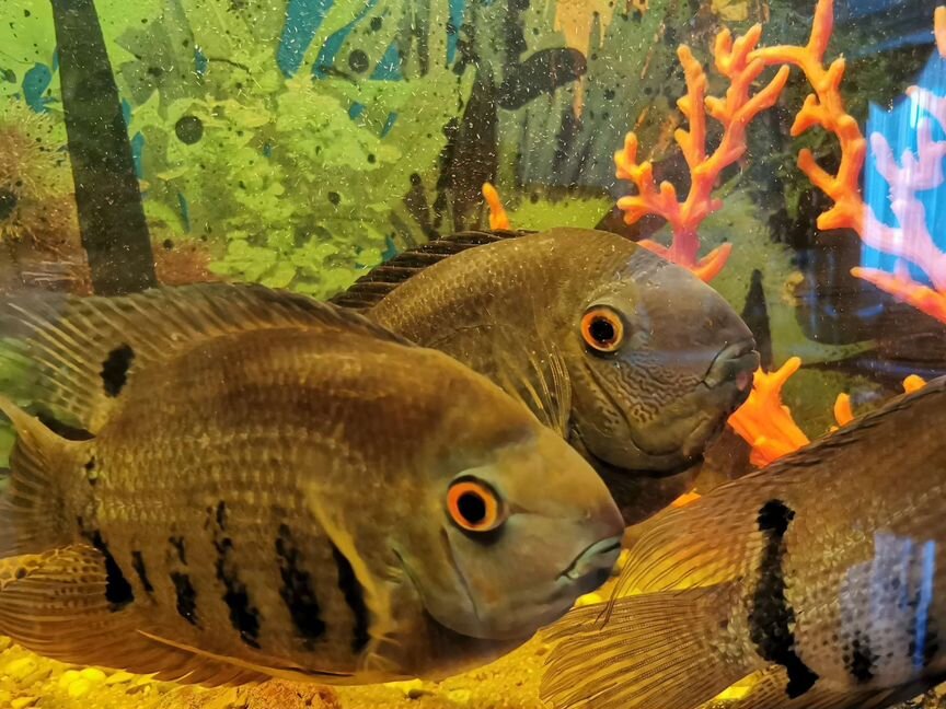 Аквариумные рыбки