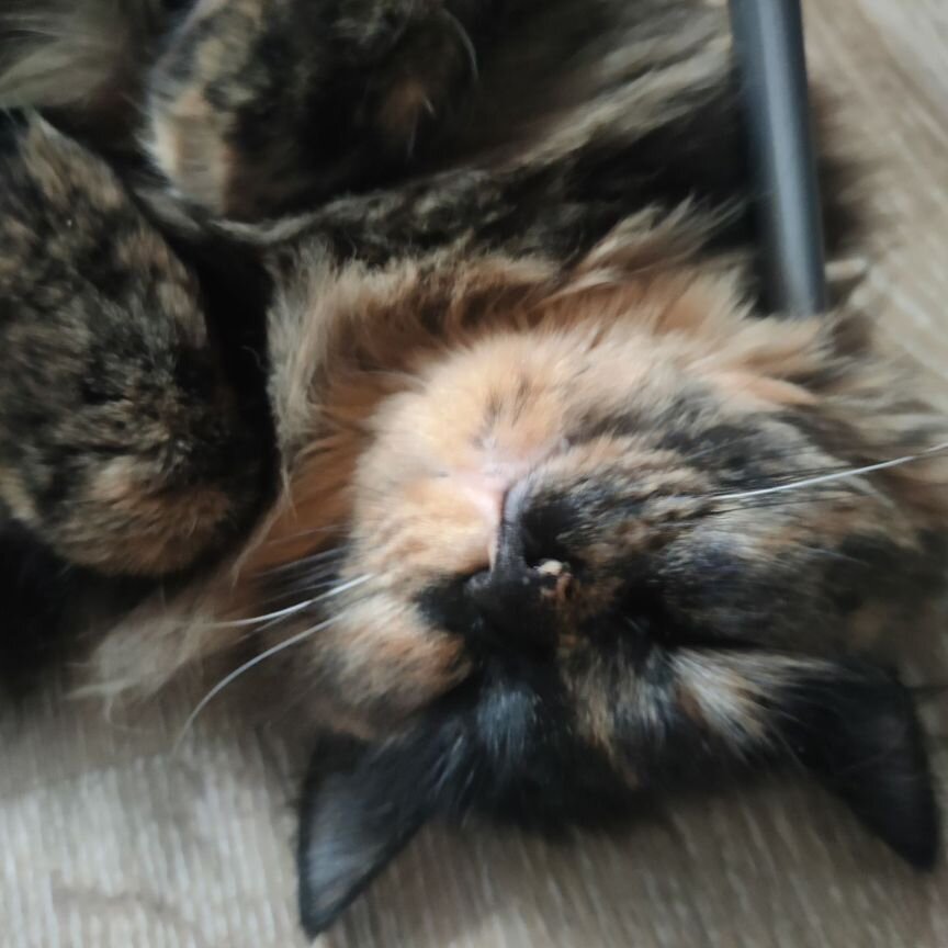 Кошка Самса