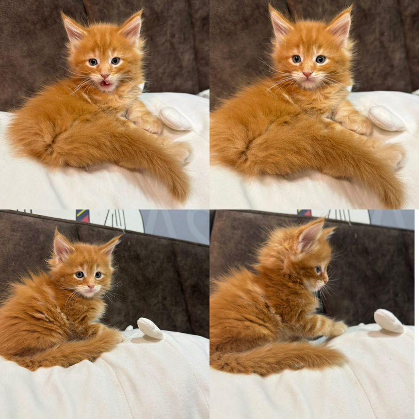 Котята мейн-кун чистокровные
