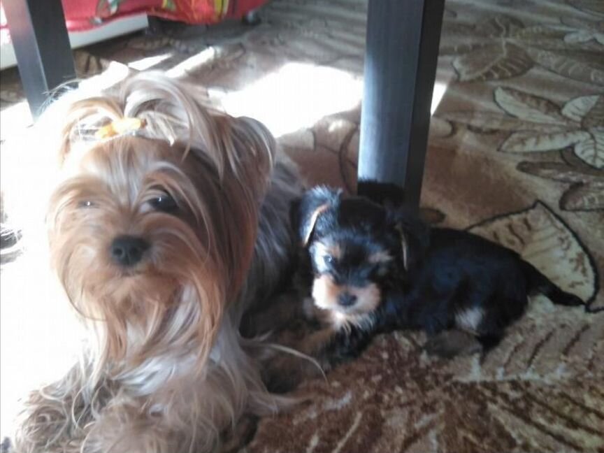 Йоркширский терьер мини