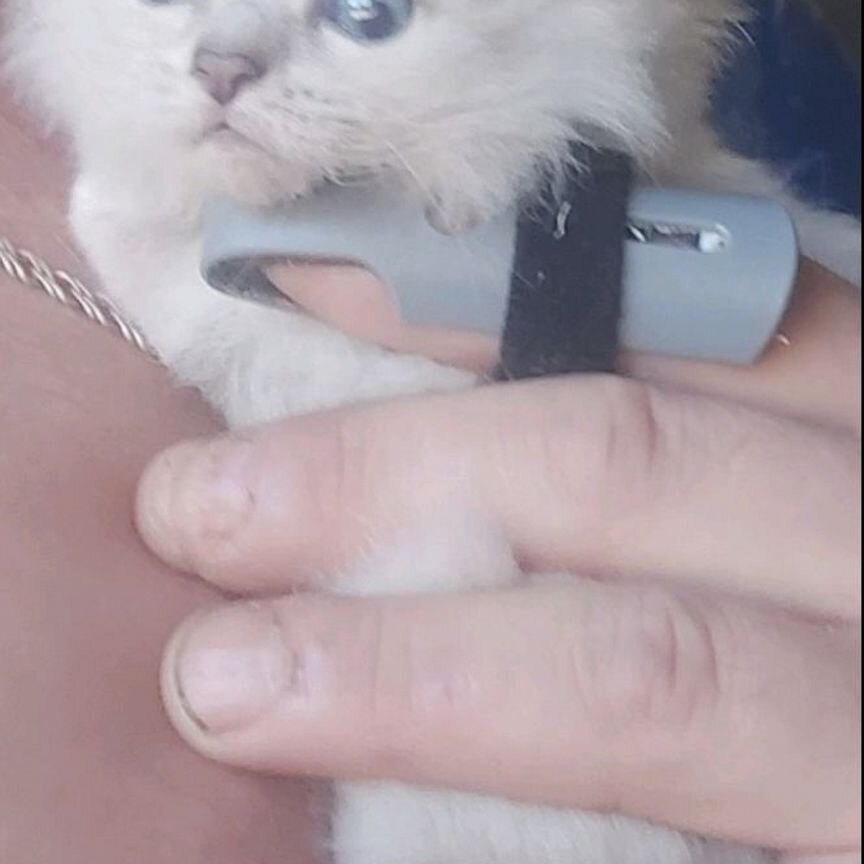 Котёнок
