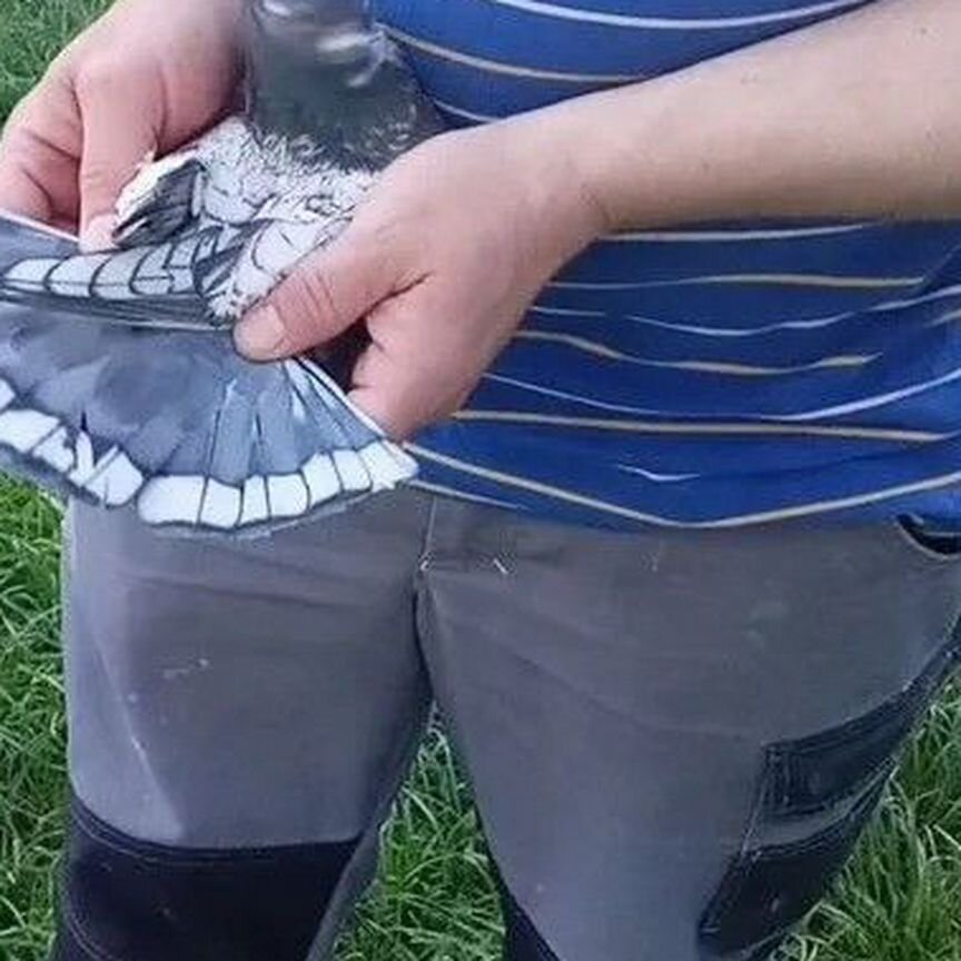 Голубь