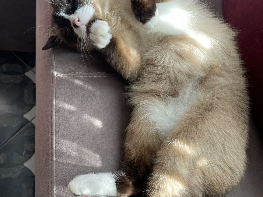 Кот Сноу Шу