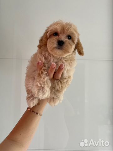 Мальтипу ф1 милейшая девочка