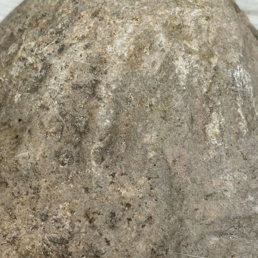 Окаменела ракушка