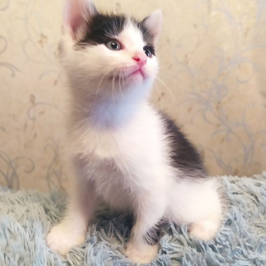 Котёнок в добрые руки