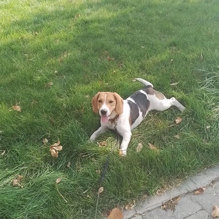 Бигль девочка