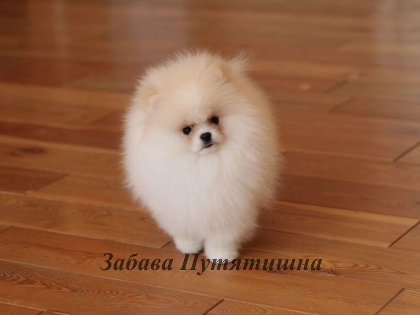 Шпиц шикарный мишка