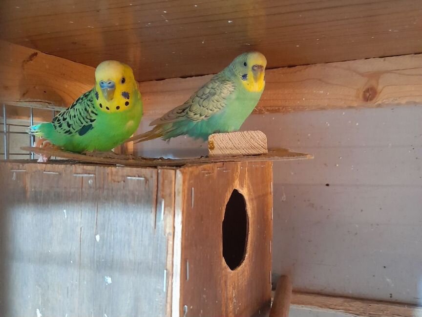 Молодые волнистики