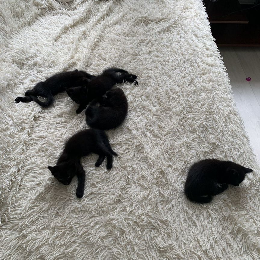 Продам котёнка