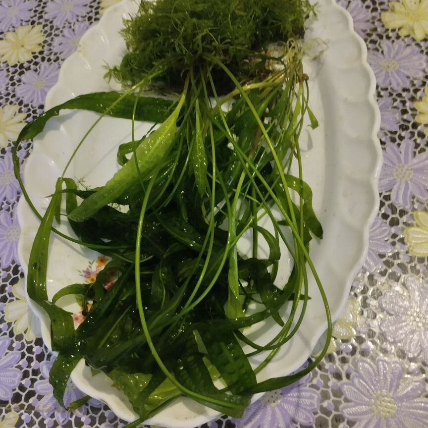 Аквариумные растения