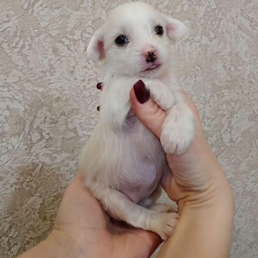 Китайская хохлатая, щенок