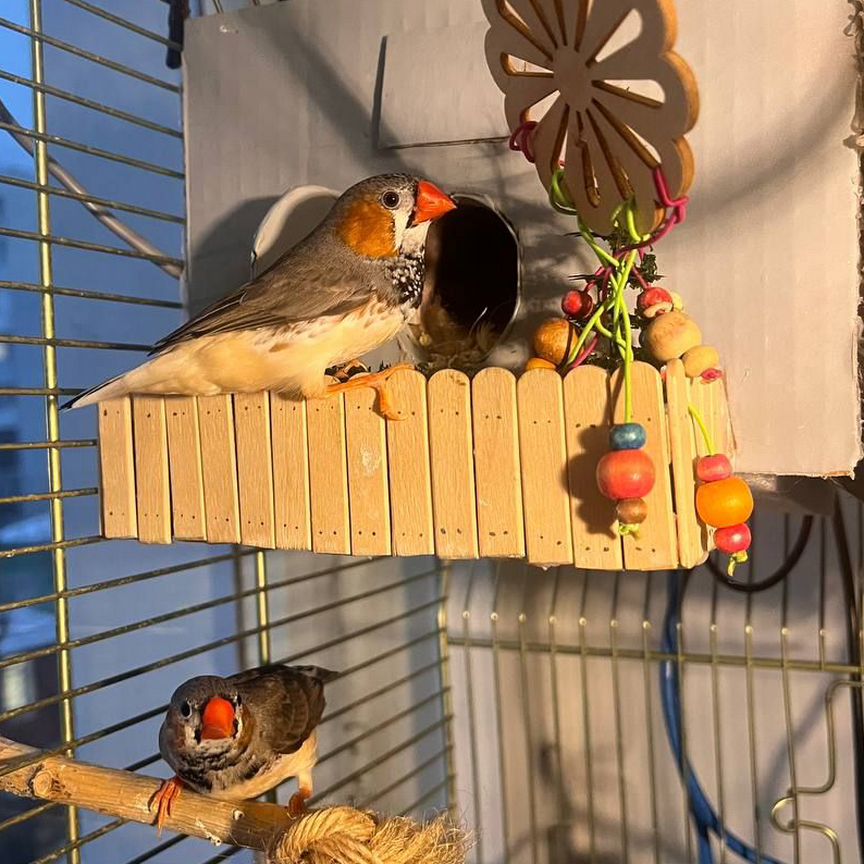 Зебровые амадины