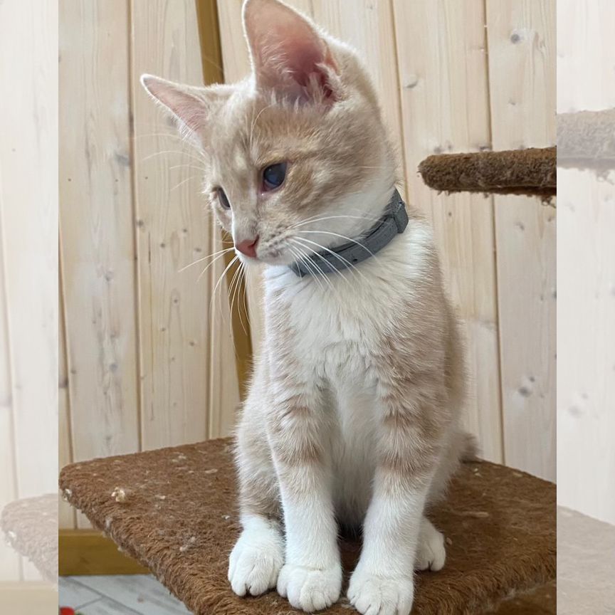 Котёнок в добрые руки