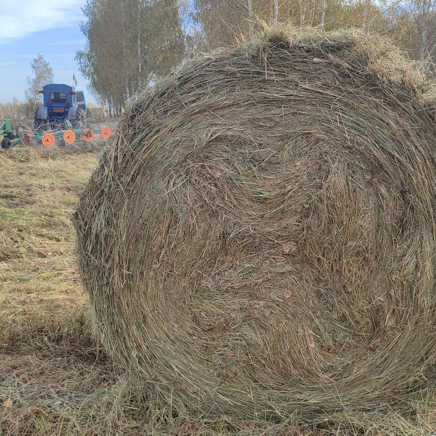 Продам сено в рулонах