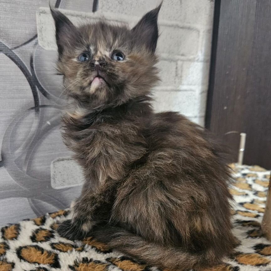 Мейн-кун котёнок