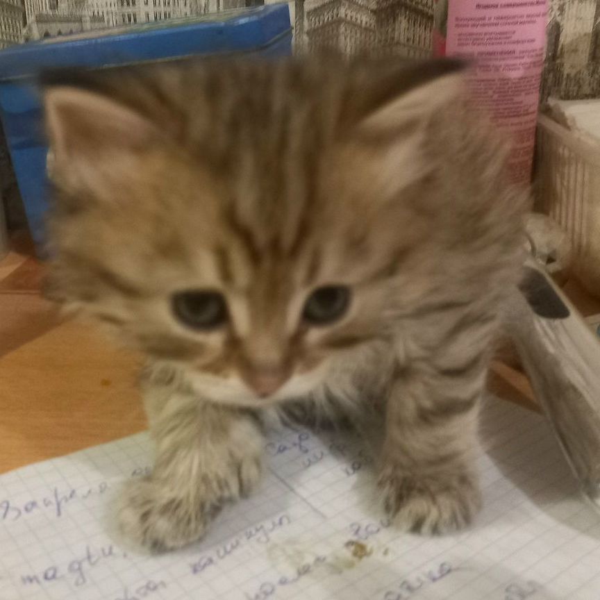 Котёнок в добрые руки