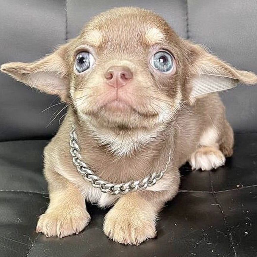 Чихуахуа Голубоглазый брутальчик