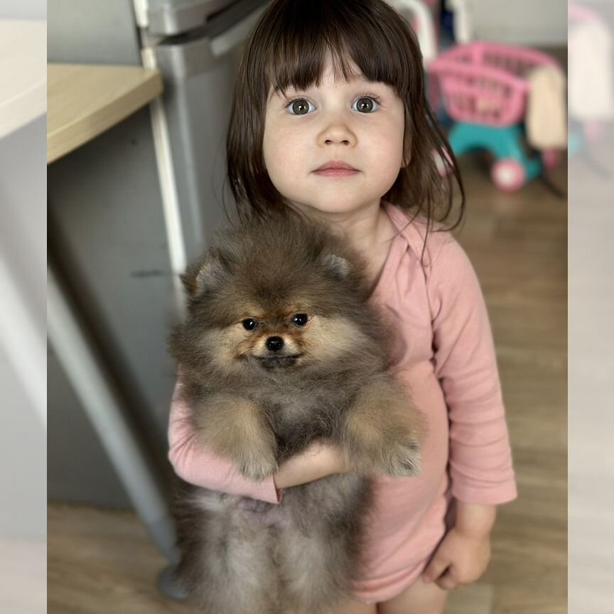Померанский шпиц мини девочка