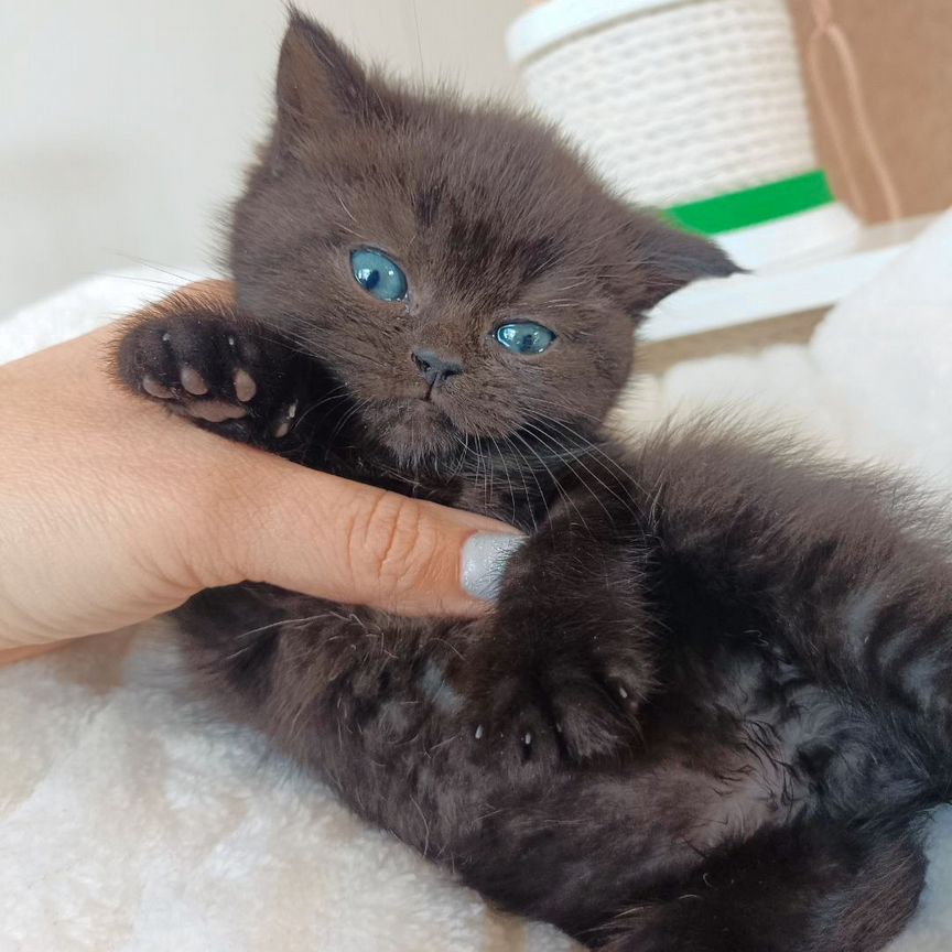 Черная пантера