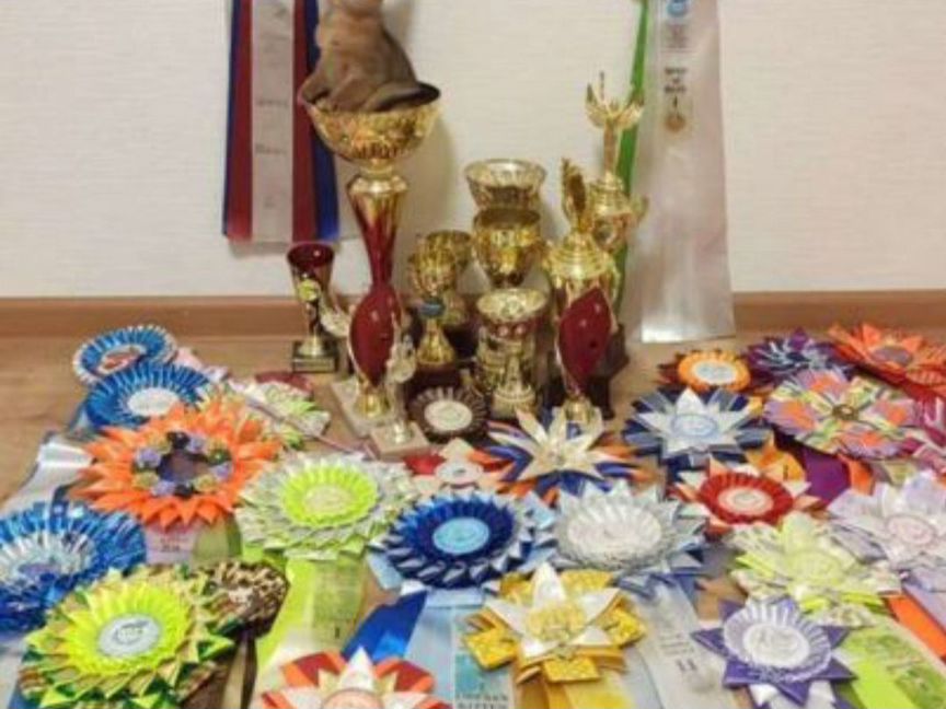 Абиссинские котята из профессионального питомника