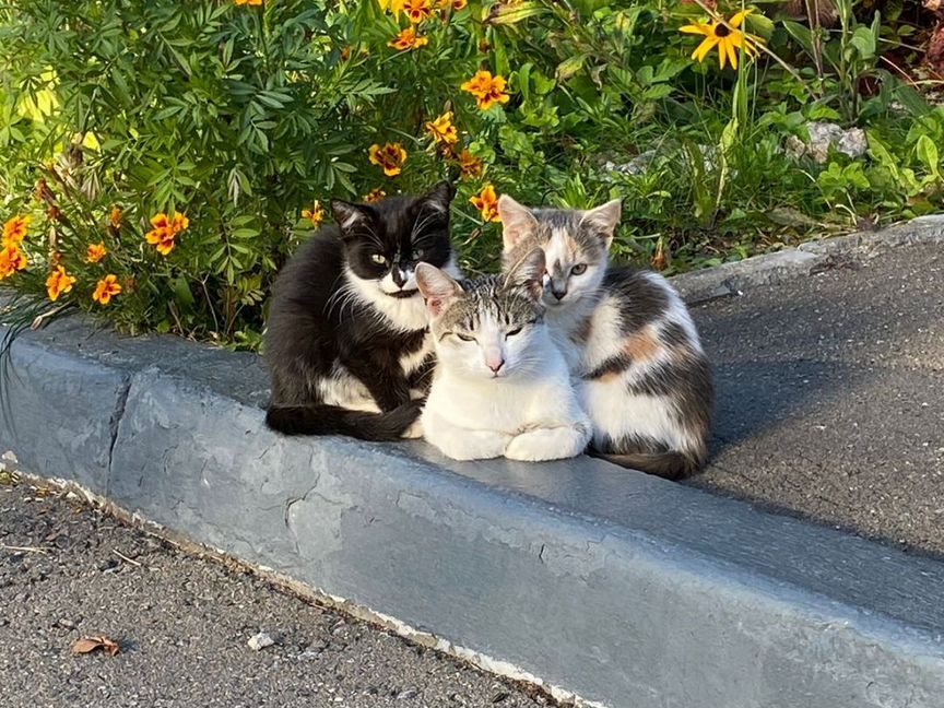Котята-бездомыши ждут Человека