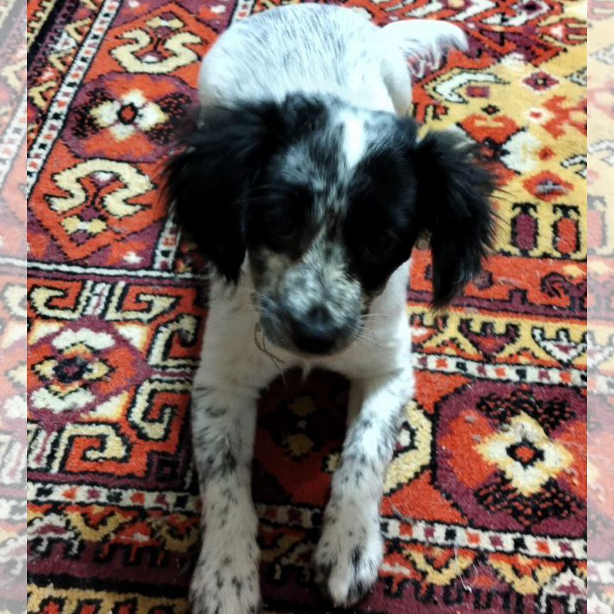 Русский охотничий спаниель, щенок