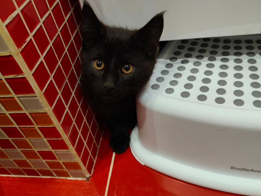 Котенок метис мейн-куна 2 месяца 10 дней