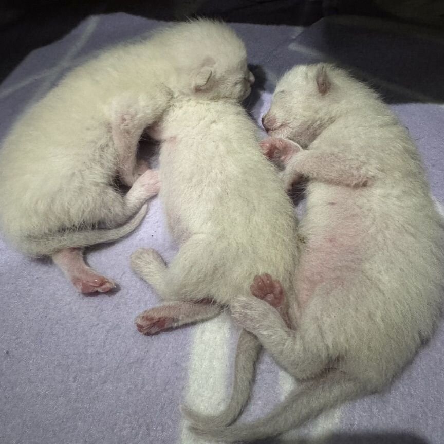 Тайские котята