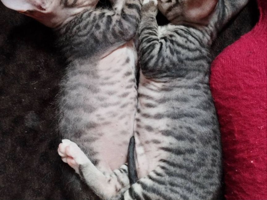Котята