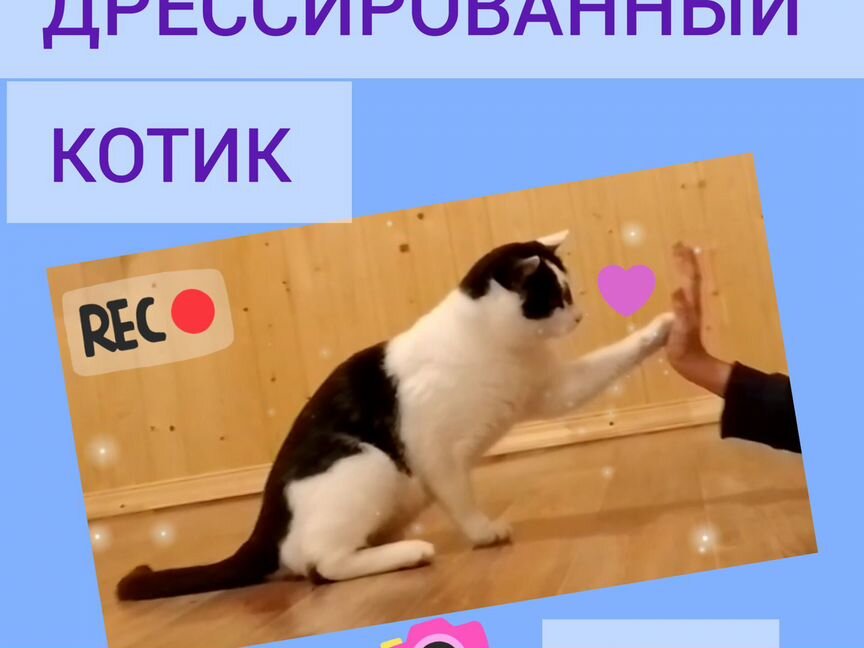 Дрессированный котик. Котенок Кошка кошечка