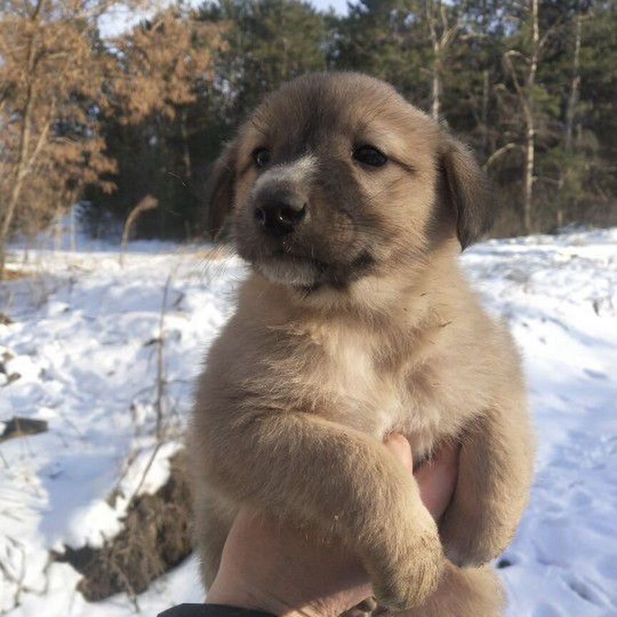 Мальчик щенок