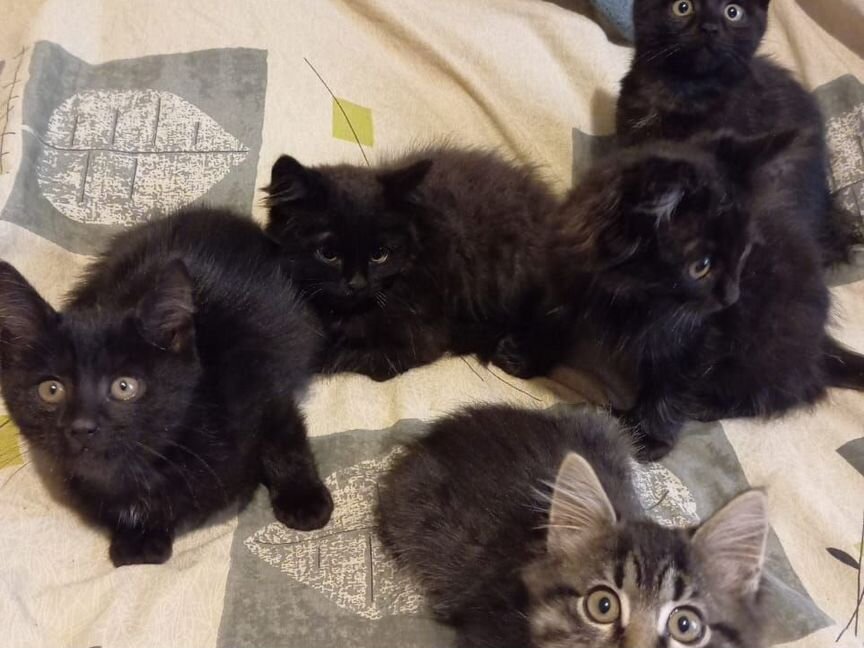 Котята в добрые руки