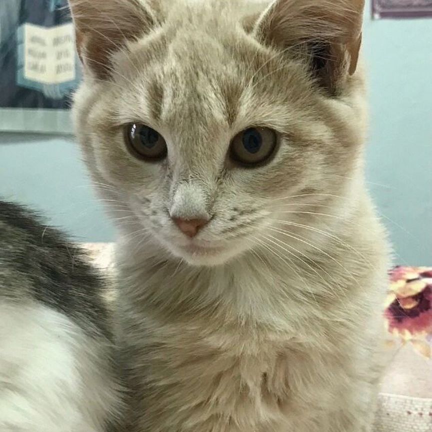 Маленькие котятки из монастыря