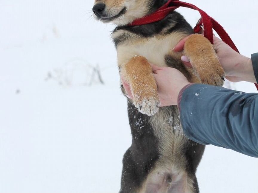 Арчи в добрые руки