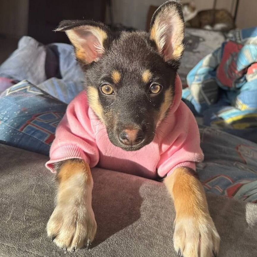 Щенок в добрые руки