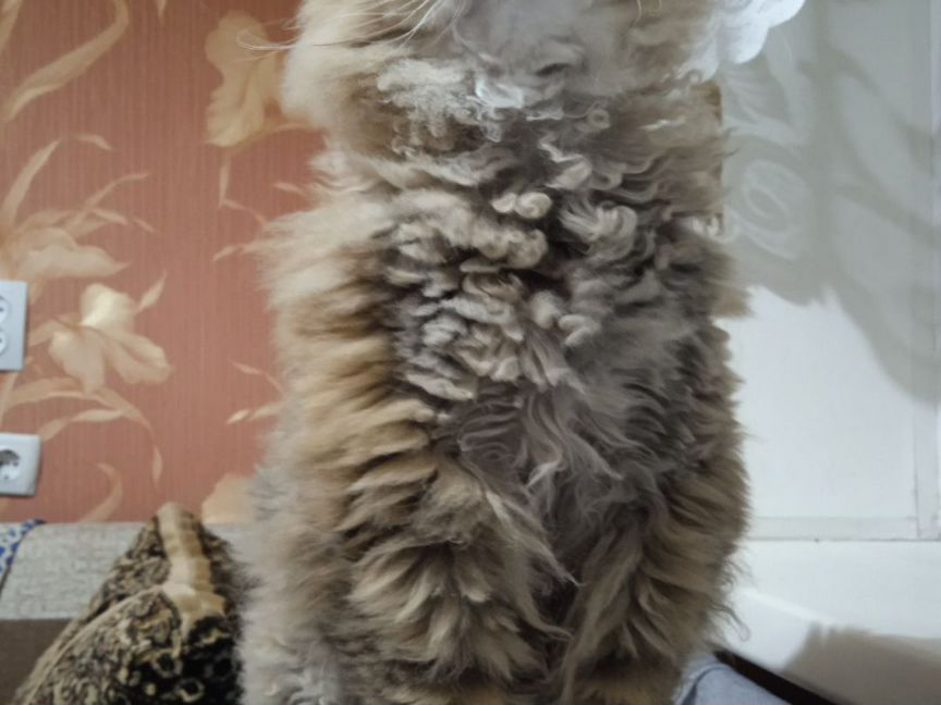 Донской сфинкс в добрые руки