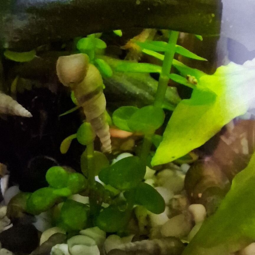 Аквариумная улитка Мелания