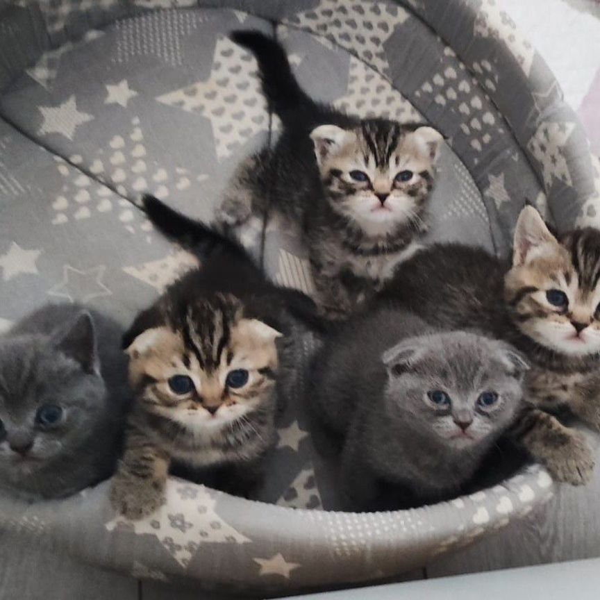 Шотландские котята