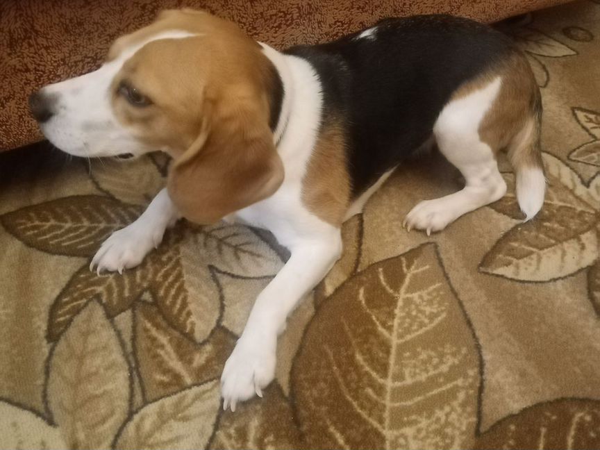 Бигль в добрые руки