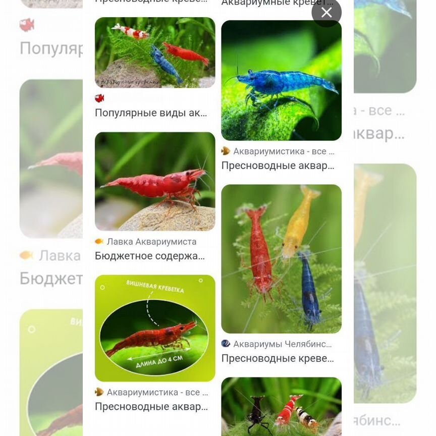 Аквариумная креветка "вишня"