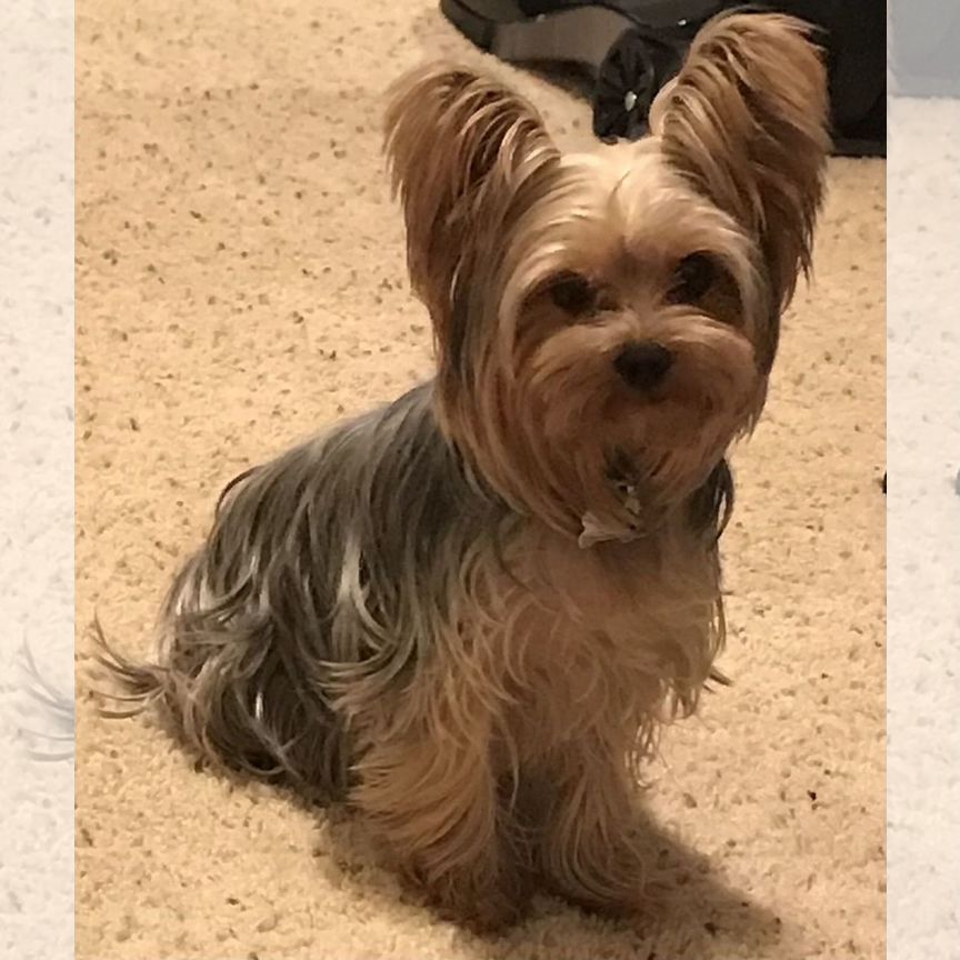 Йоркширский терьер, щенок