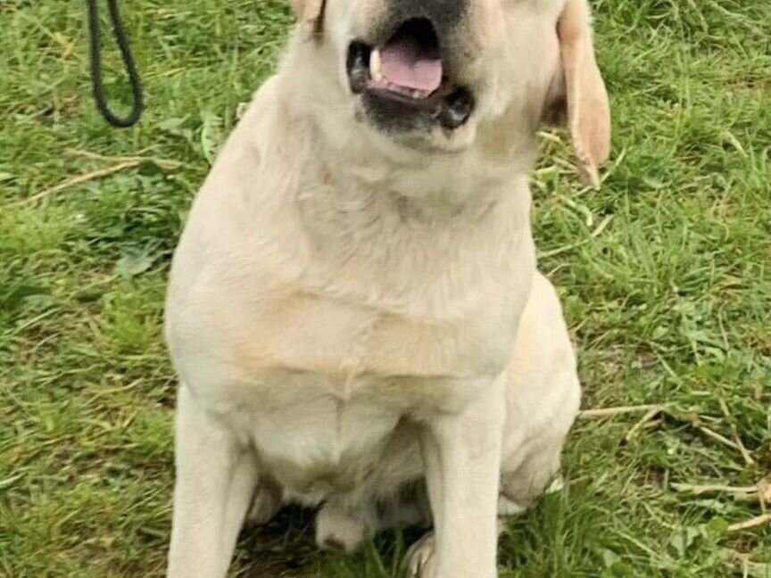 Лабрадор мальчик РКФ