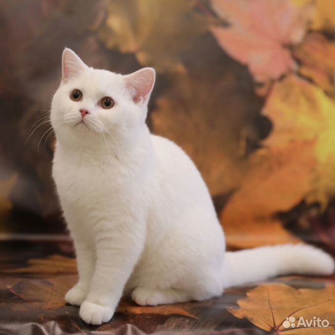 Плюшевые котята британцы белые
