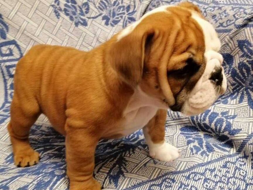 Щенки английского бульдога