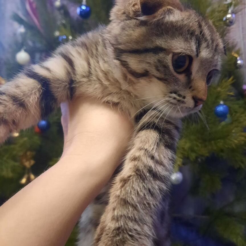 Котик бесплатно