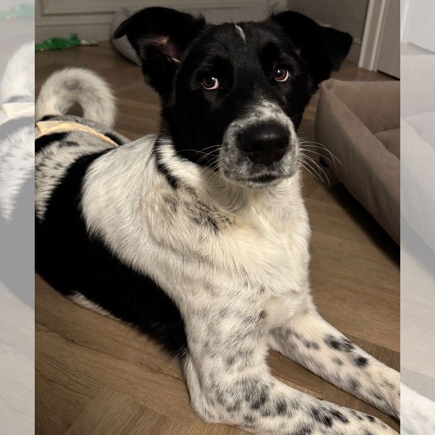 Щенок в добрые руки