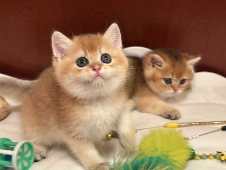 Британские котята в золотых шубках