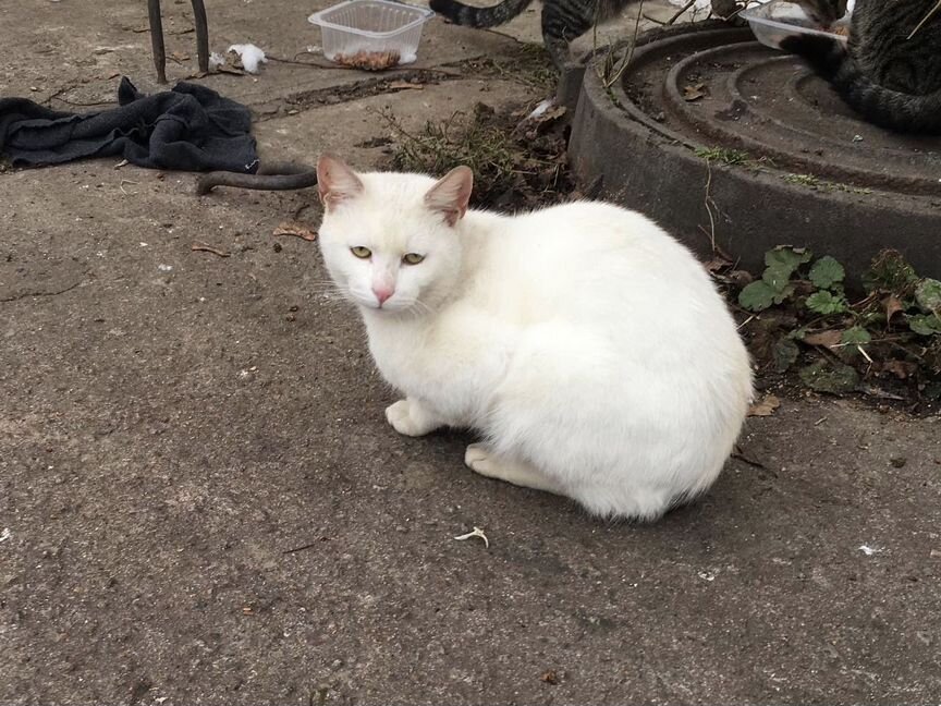 Кошки